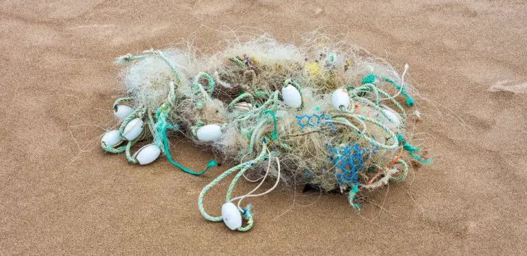 Understanding The Impact Of Human Activity On Marine Wildlife – Lazy Seas⛱️